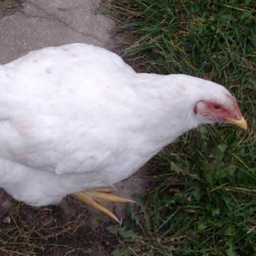 Jak vzniká brojler? | BOVRAM.cz