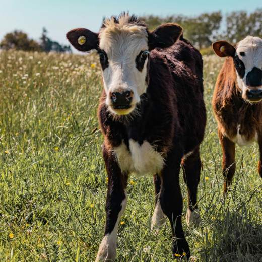 Jaká je cena telete? | BOVRAM.cz