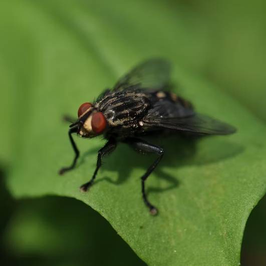 Jak dlouho žije moucha masařka? Mnohé z vás překvapí | BOVRAM.cz