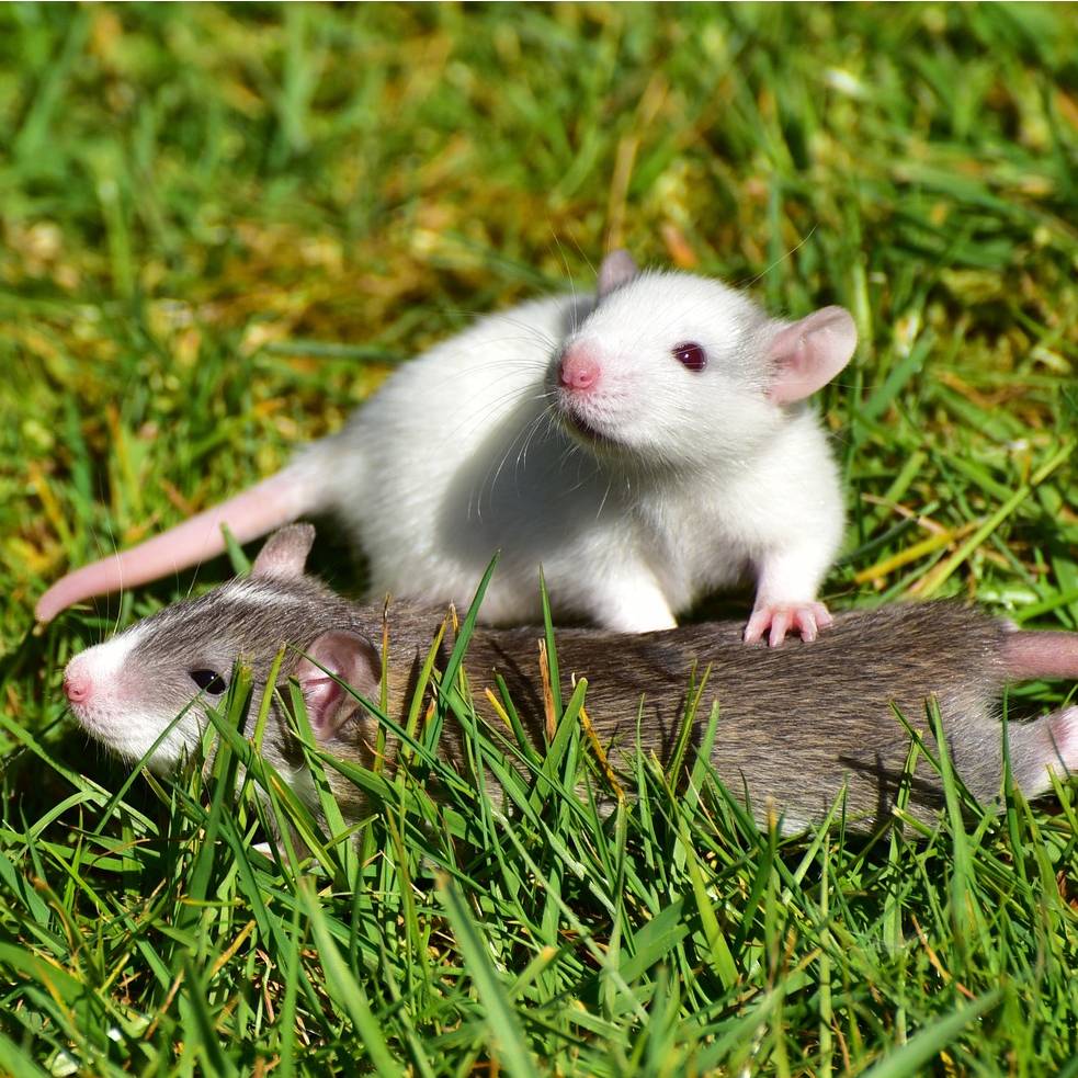 Jak dlouho žije potkan? | BOVRAM.cz