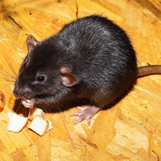 Jak je velká krysa? | BOVRAM.cz