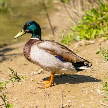 Jak na líhnutí kachen? Kompletní průvodce | BOVRAM.cz