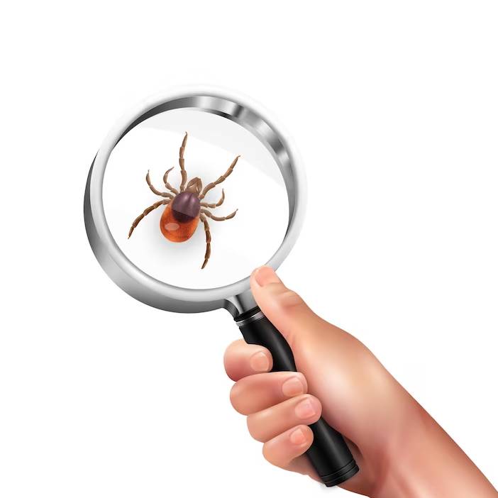 Jak vypadají štípance a kousnutí od roztočů? | BOVRAM.cz