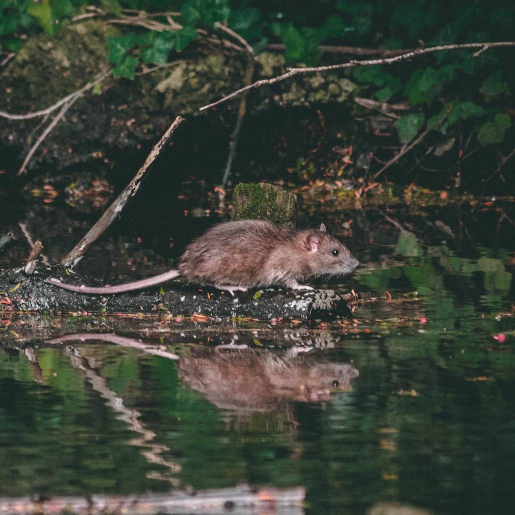 Krysa vs Potkan: jaký je mezi nimi rozdíl? | BOVRAM.cz