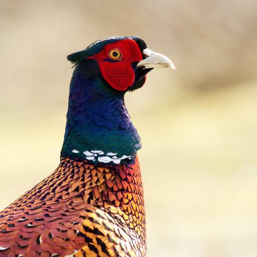 Samice od bažanta: kompletní průvodce | BOVRAM.cz